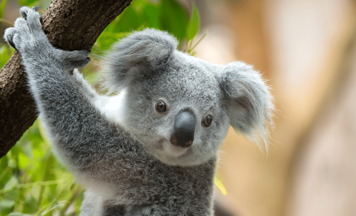 Back To The Bush - Oct24 Intake - Harness Projects